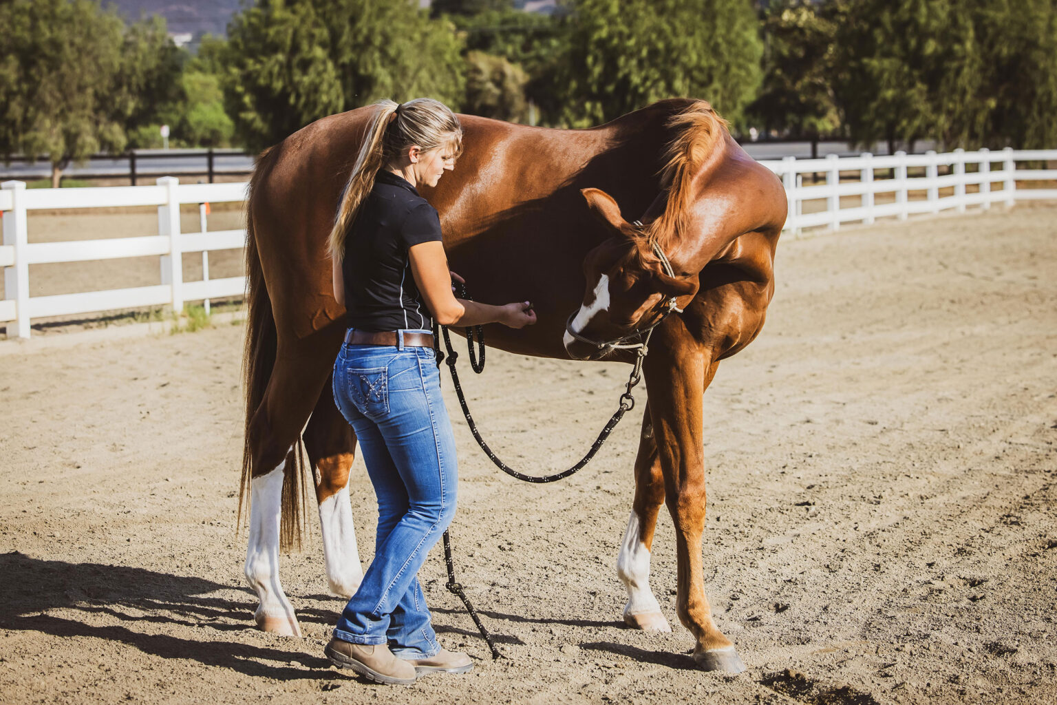 Equine Bodywork Services in San Diego County | MEST